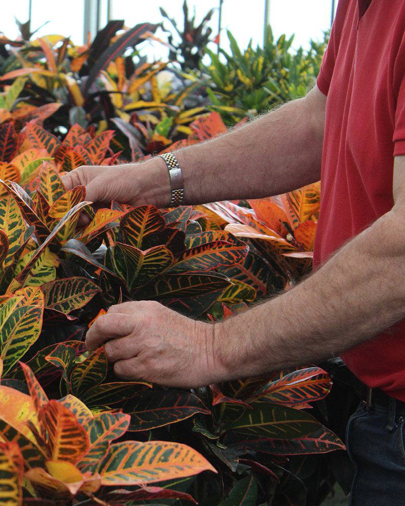 Transport & Labelling - Opperman Plants Ltd