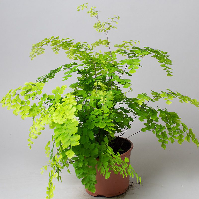 Adiantum Fragrans 13cm pot - Opperman Plants Ltd