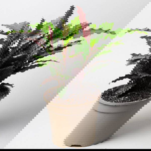 Calathea Rufibarba 15cm pot | Opperman Plants Ltd