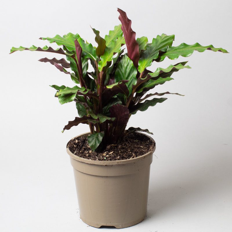Calathea Rufibarba 15cm pot | Opperman Plants Ltd