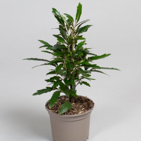 Dizygotheca Ele. Castor 9cm pot - Opperman Plants Ltd