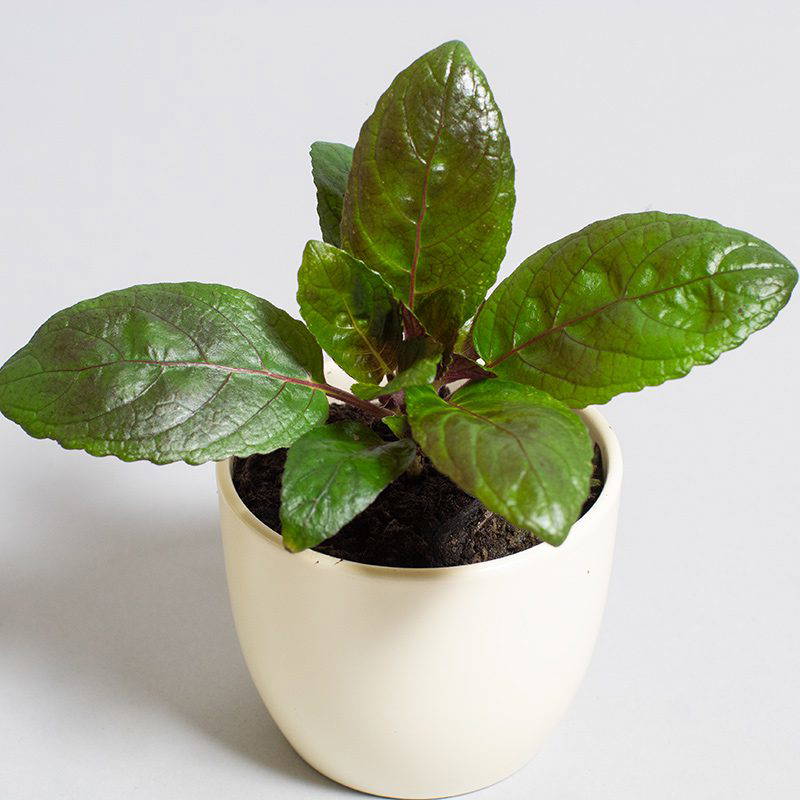 Hemigraphis Exotica 9cm pot - Opperman Plants Ltd