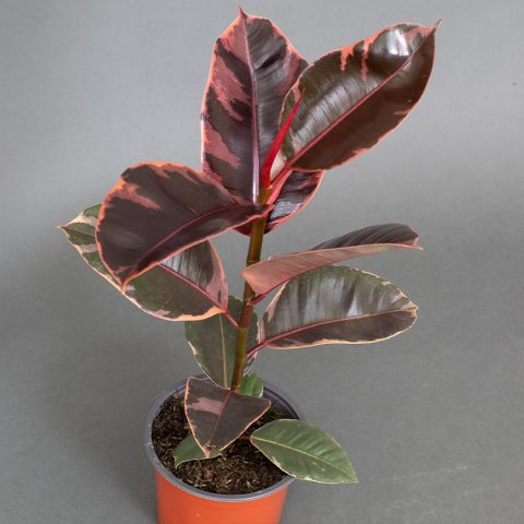 Ficus Robusta Ruby 13cm pot - Opperman Plants Ltd