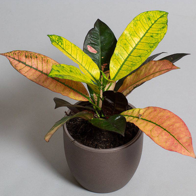 Croton Icetone 9cm pot - Opperman Plants Ltd