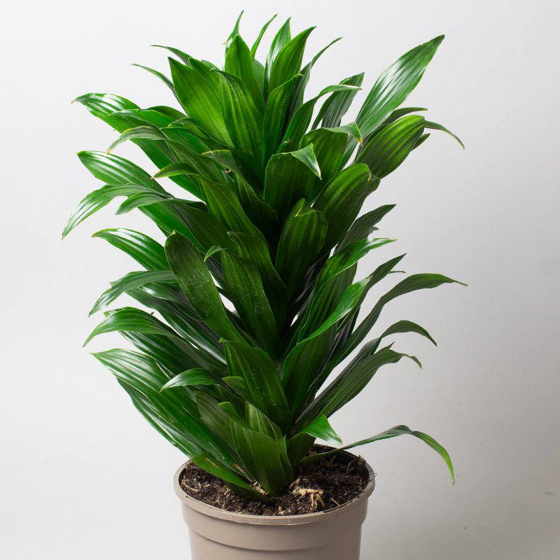Dracaena Janet Craig Compacta 15cm - Opperman Plants Ltd