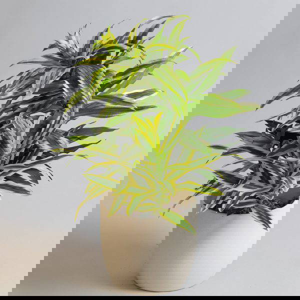 Dracaena Reflexa Song of Sri Lanka 15cm pot - Opperman Plants Ltd