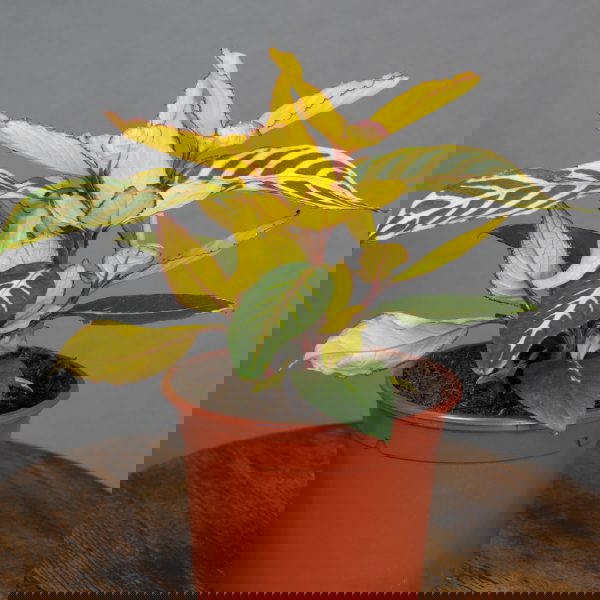 Sanchezia 13cm pot - Opperman Plants Ltd