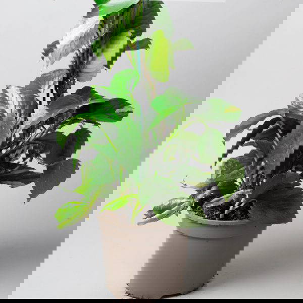 Scindapsus Aureus Caned 15cm pot - Opperman Plants Ltd