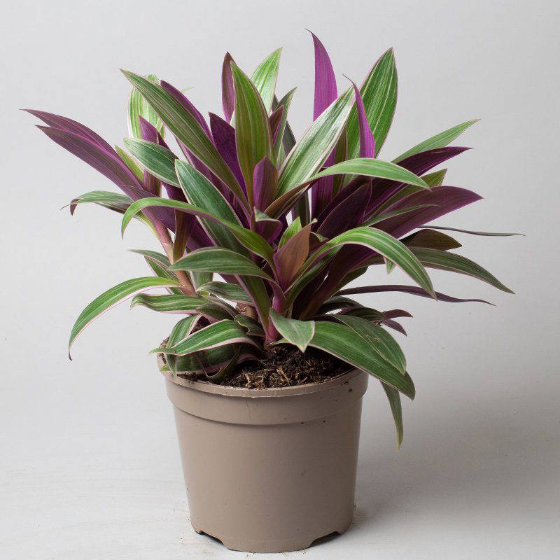 Tradescantia Sitara 15cm pot - Opperman Plants Ltd