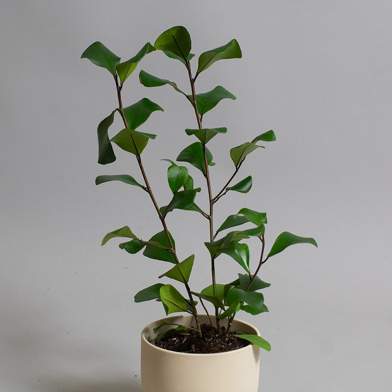 Ficus Triangularis 13cm Pot Opperman Plants Ltd