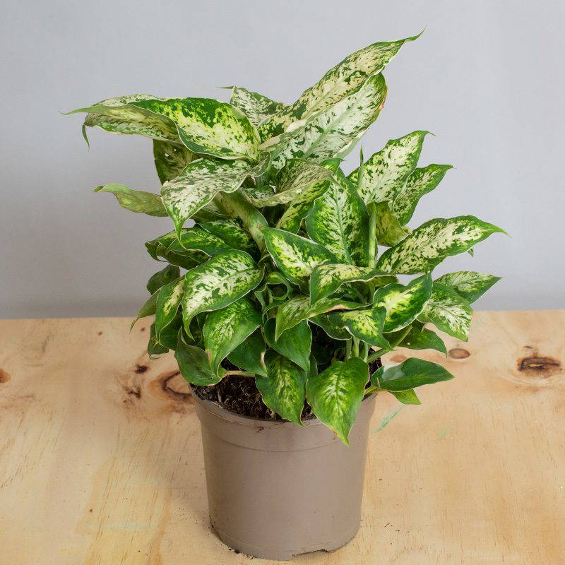 Dieffenbachia White Edge 15cm pot - Opperman Plants Ltd