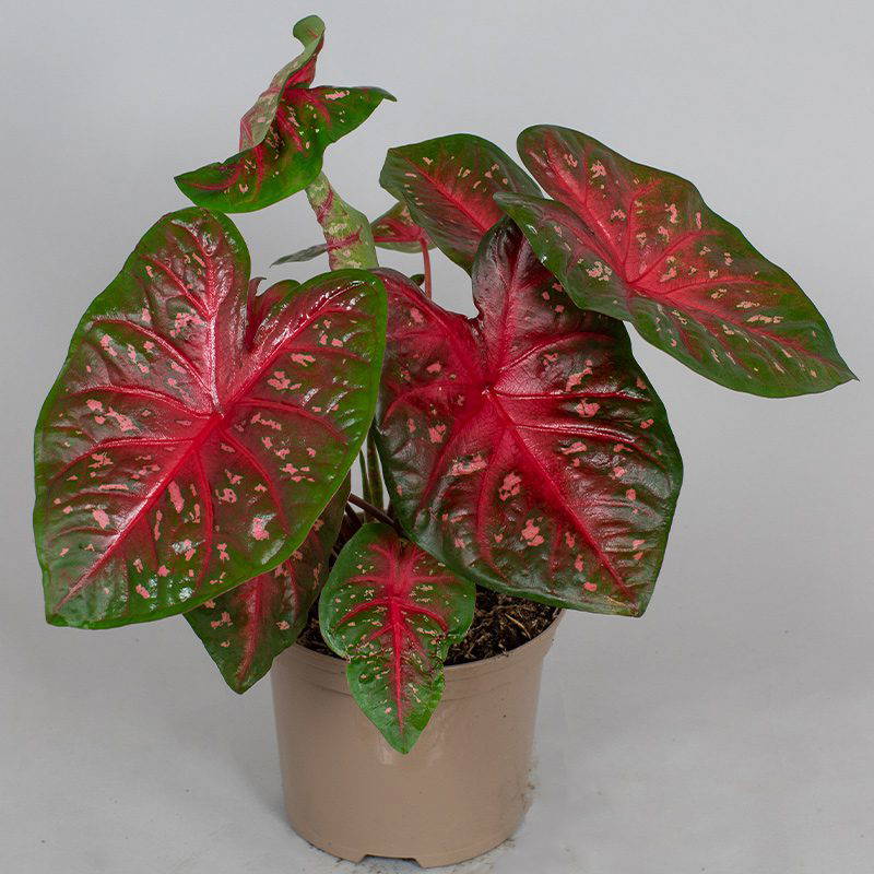Caladium Fast Flash 15cm pot - Opperman Plants Ltd
