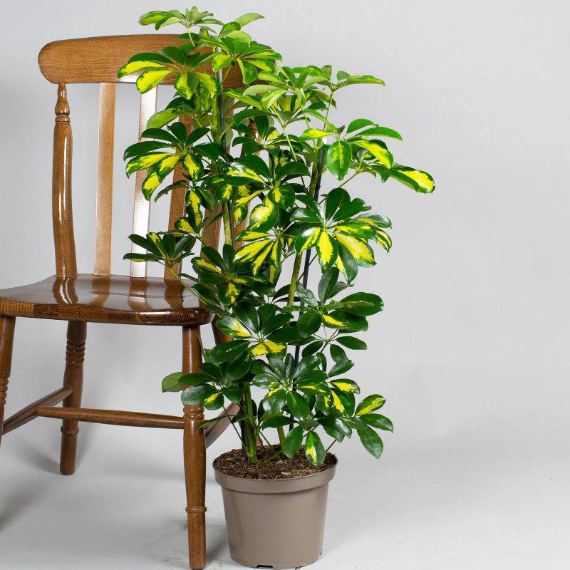 Schefflera Gold Capella 7.5L pot - Opperman Plants Ltd
