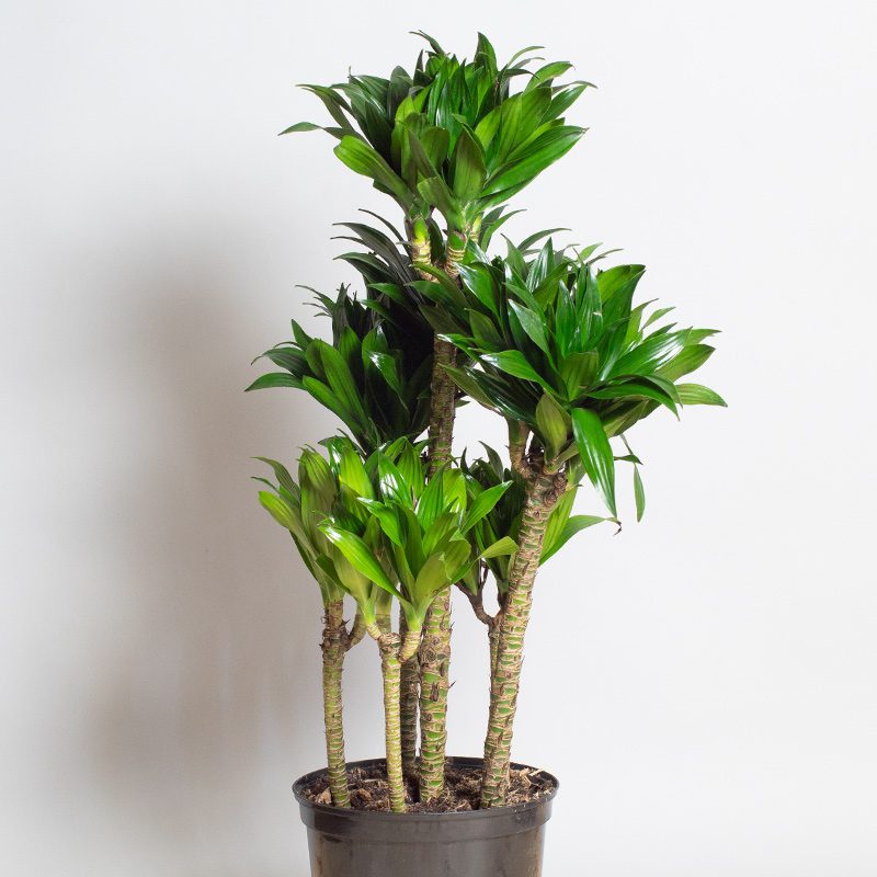 Dracaena Janet Craig Compacta Carousel 7.5L pot - Opperman Plants Ltd