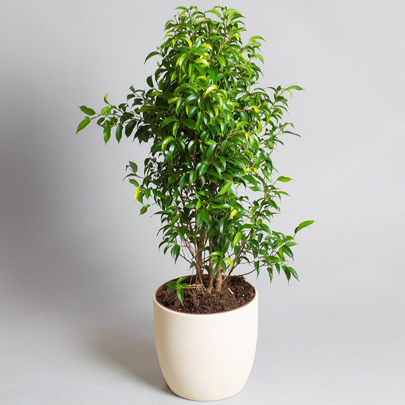 Ficus Natasha 5L pot - Opperman Plants Ltd