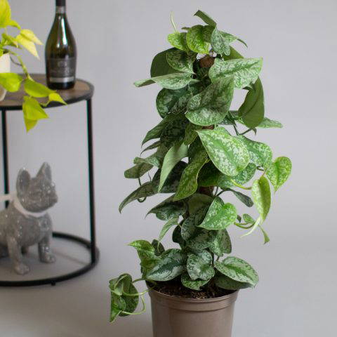 Scindapsus Trebi 65cm Moss Pole 4L pot - Opperman Plants Ltd