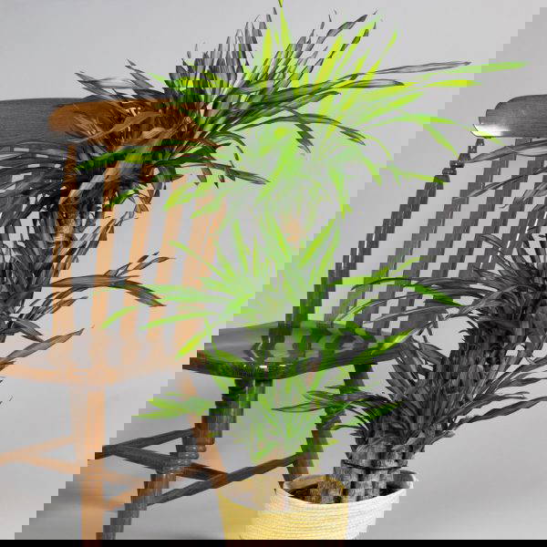 Dracaena Rikki 10 cane 5L pot - Opperman Plants Ltd