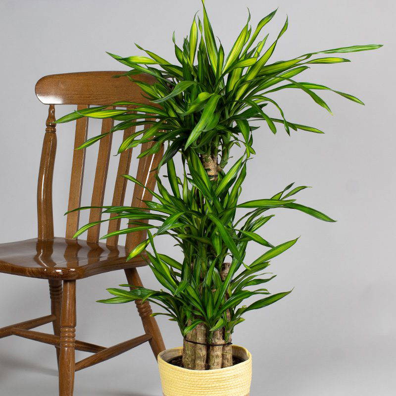 Dracaena Rikki 10 cane 5L pot - Opperman Plants Ltd