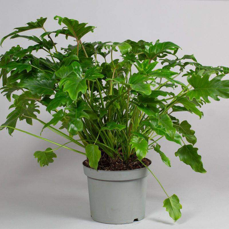 Philodendron Xanudu 4L pot - Opperman Plants Ltd