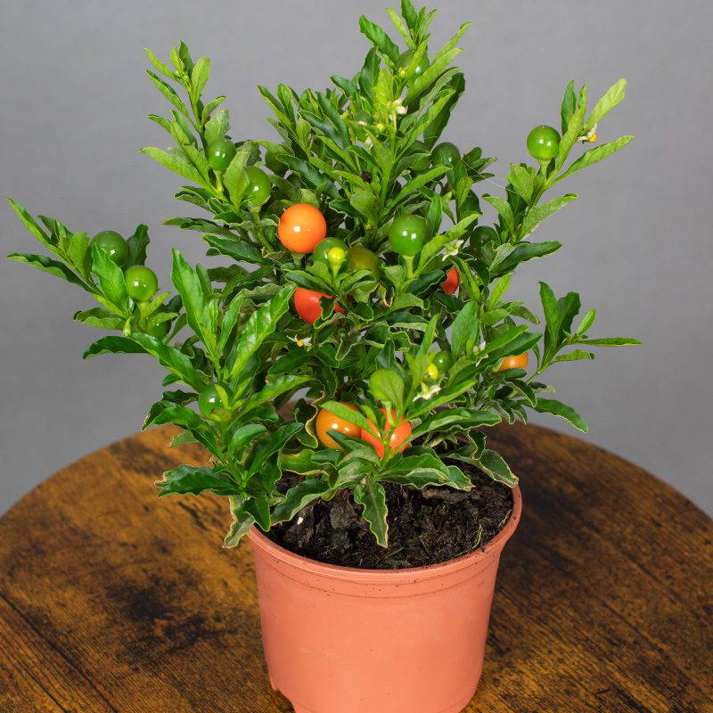 Solanum Dark Berry 10.5cm pot - Opperman Plants Ltd