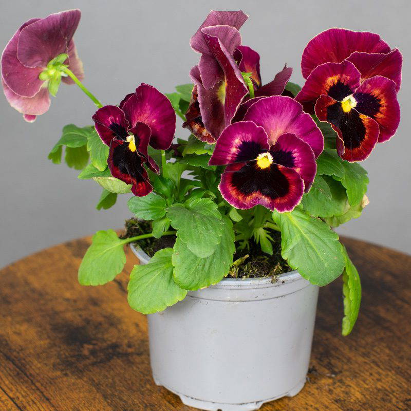 Pansy Red Blotch 10.5cm pot - Opperman Plants Ltd