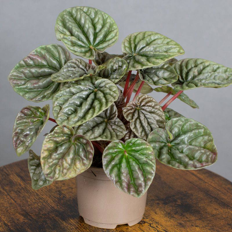 Peperomia Caperata 9cm pot - Opperman Plants Ltd