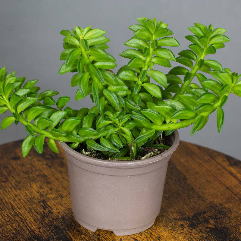 Peperomia Nevada 9cm pot - Opperman Plants Ltd