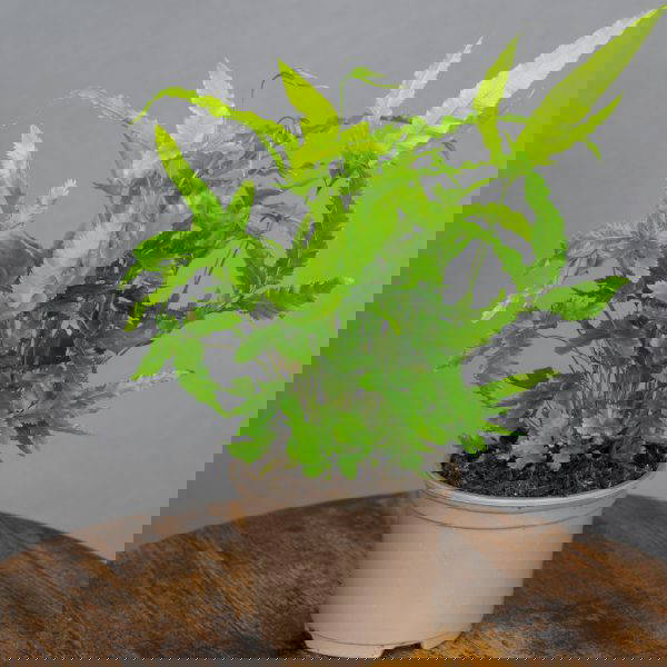 Pteris Cretica Wimsettii 9cm pot - Opperman Plants Ltd