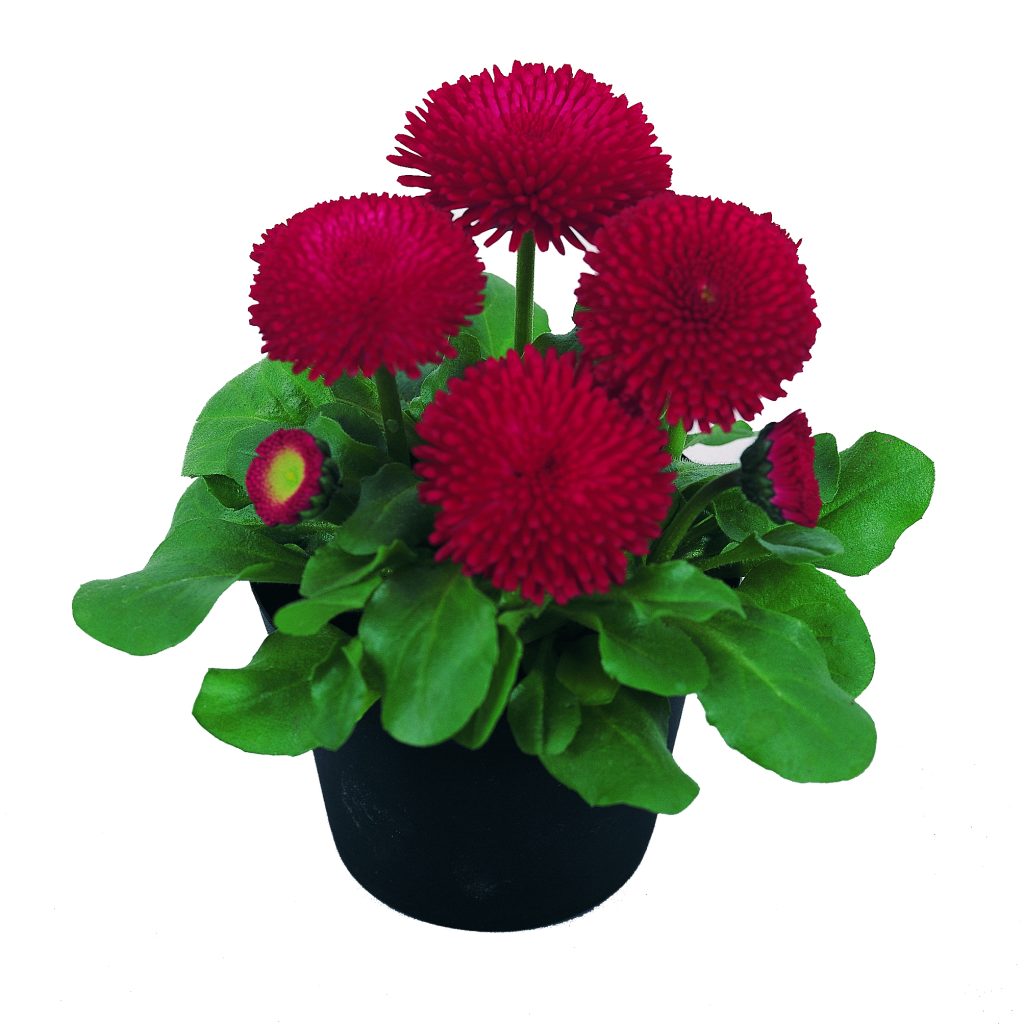 Bellis Red 10.5cm pot - Opperman Plants Ltd