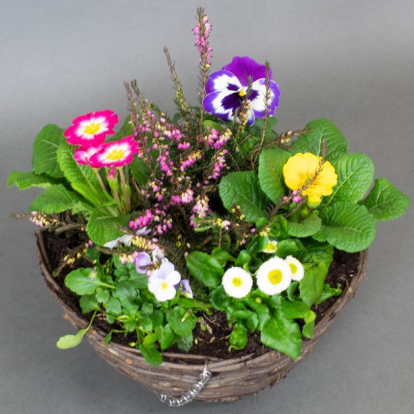 Spring Hanging Basket 12Inch - Opperman Plants Ltd