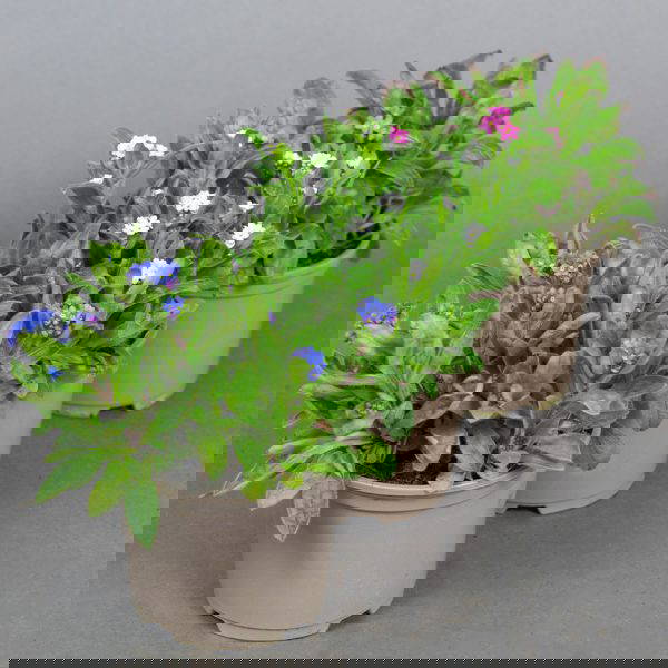 Mysotis Mixed 10.5cm pot - Opperman Plants Ltd