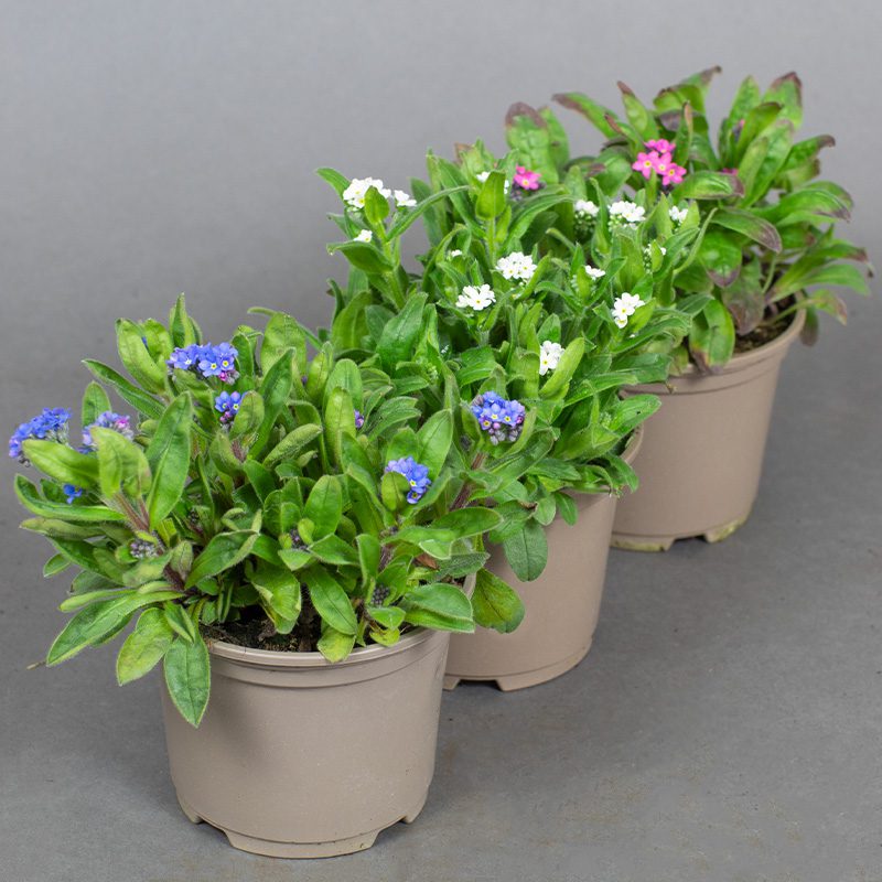 Mysotis Mixed 10.5cm pot - Opperman Plants Ltd