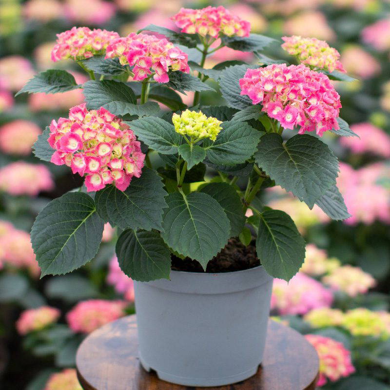 Garden Hydrangea 4L Pot - Opperman Plants Ltd