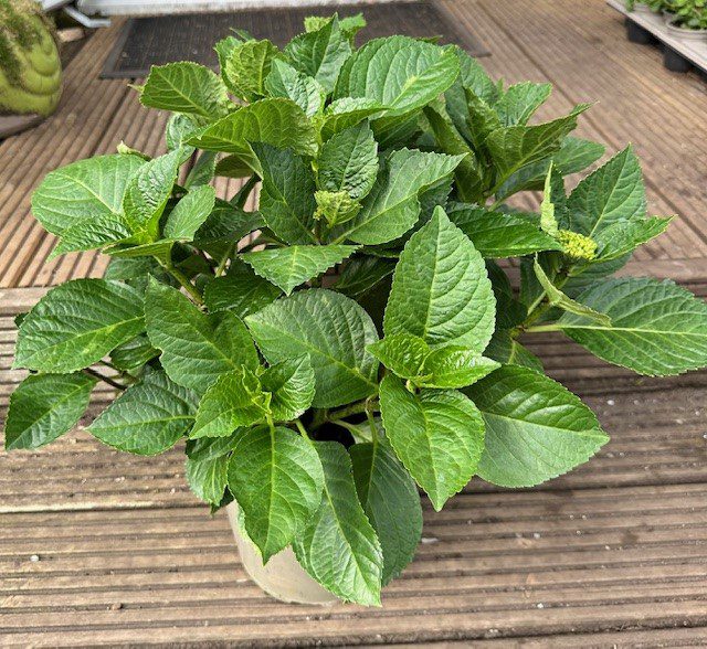 Garden Hydrangea 4L Pot - Opperman Plants Ltd