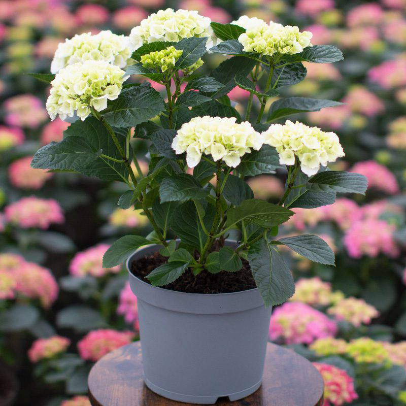Garden Hydrangea 4L Pot - Opperman Plants Ltd