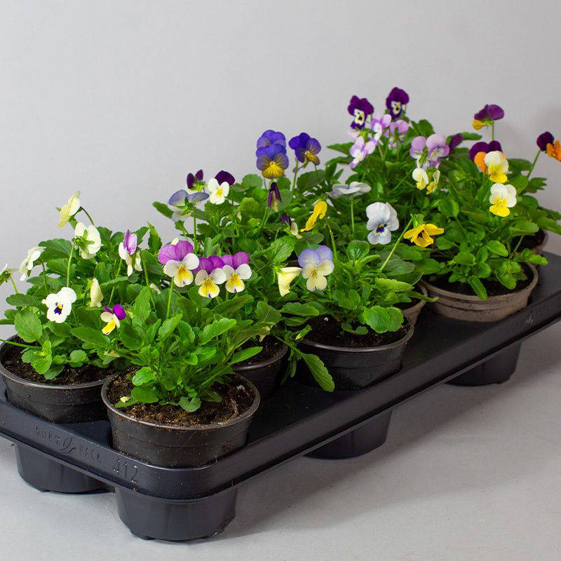 Viola 10.5cm Mixed - Opperman Plants Ltd