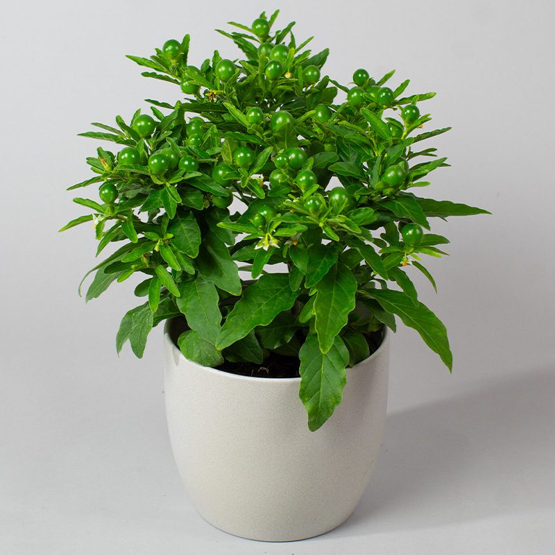 Solanum 13cm pot - Opperman Plants Ltd