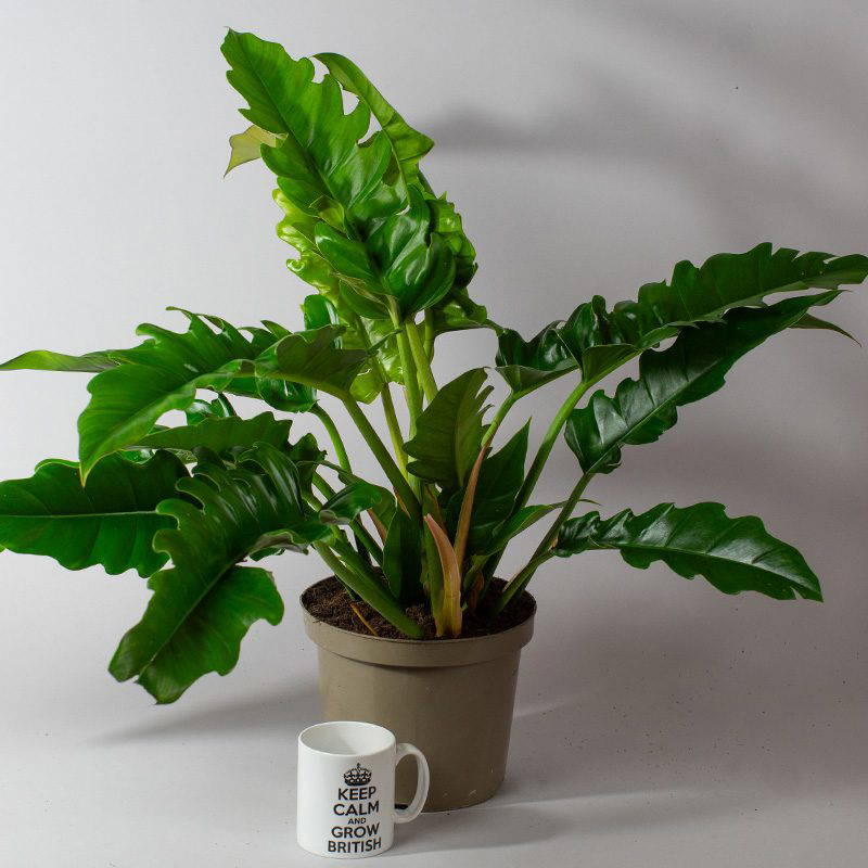 Philodendron Narrow 4L pot - Opperman Plants Ltd