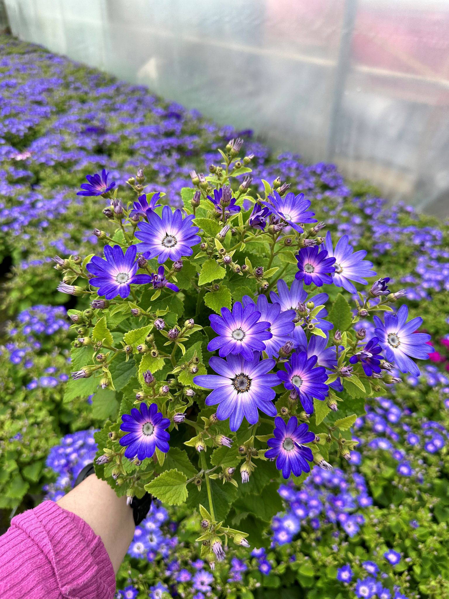 Senetti Magic Blue 13cm Pot - Opperman Plants Ltd