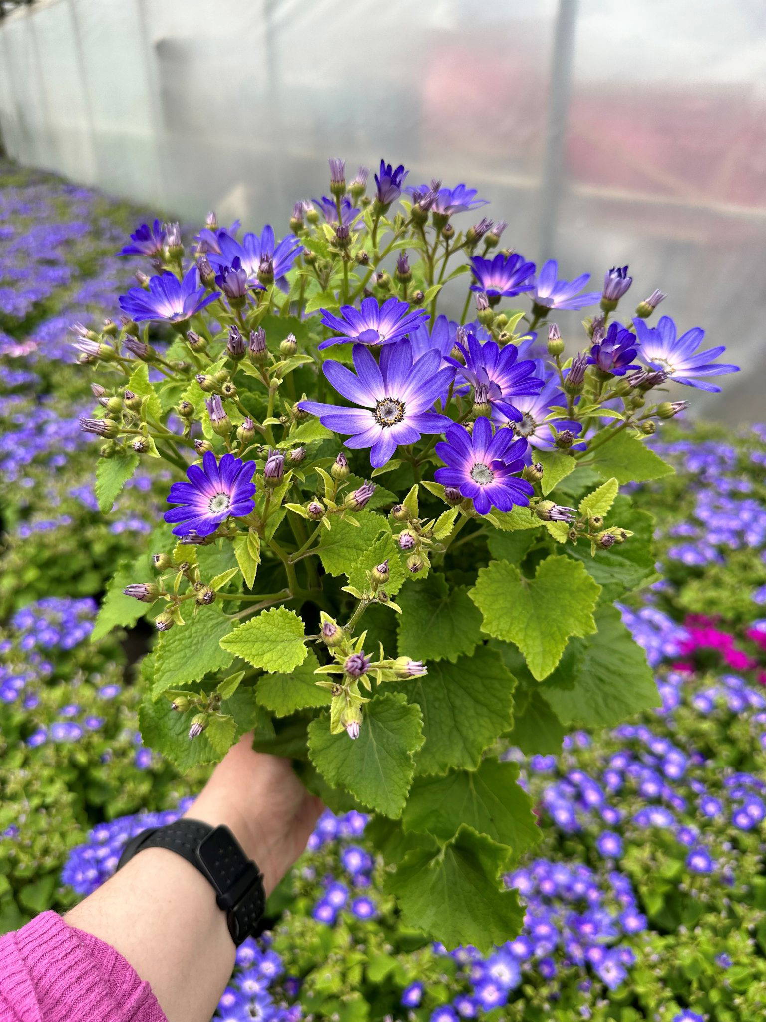 Senetti Magic Blue 13cm Pot - Opperman Plants Ltd