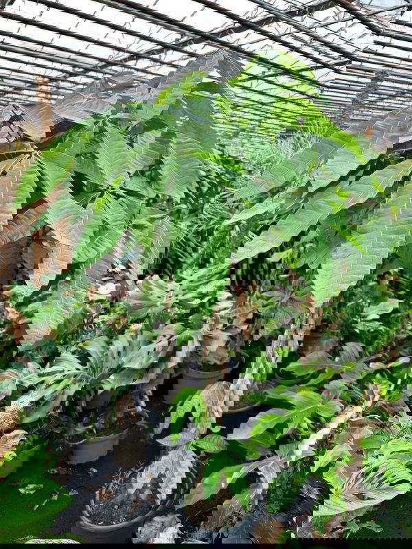 Pachira 10L pot - Opperman Plants Ltd