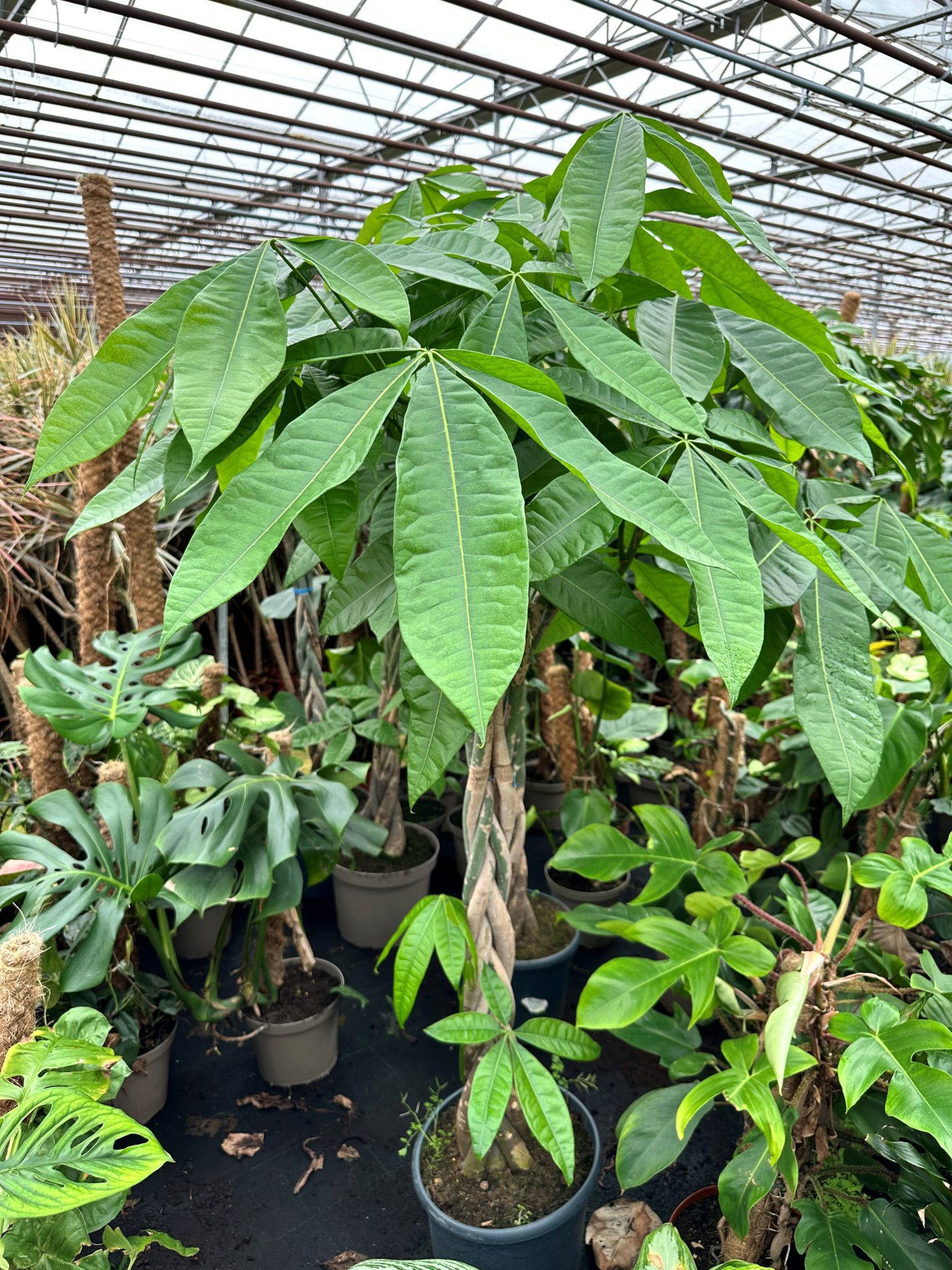 Pachira 10L pot - Opperman Plants Ltd