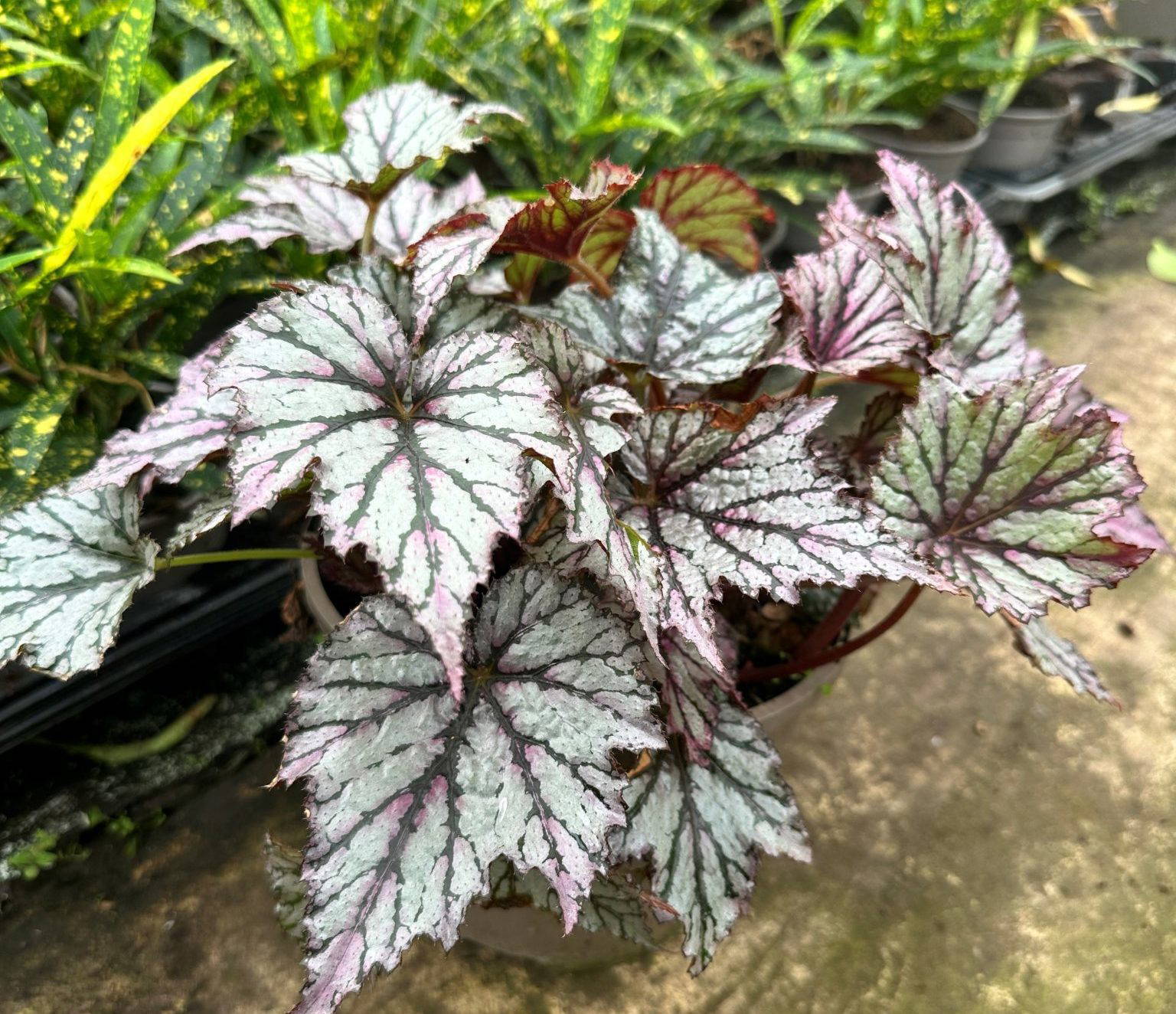 Begonia Rex Maia 3L pot - Opperman Plants Ltd