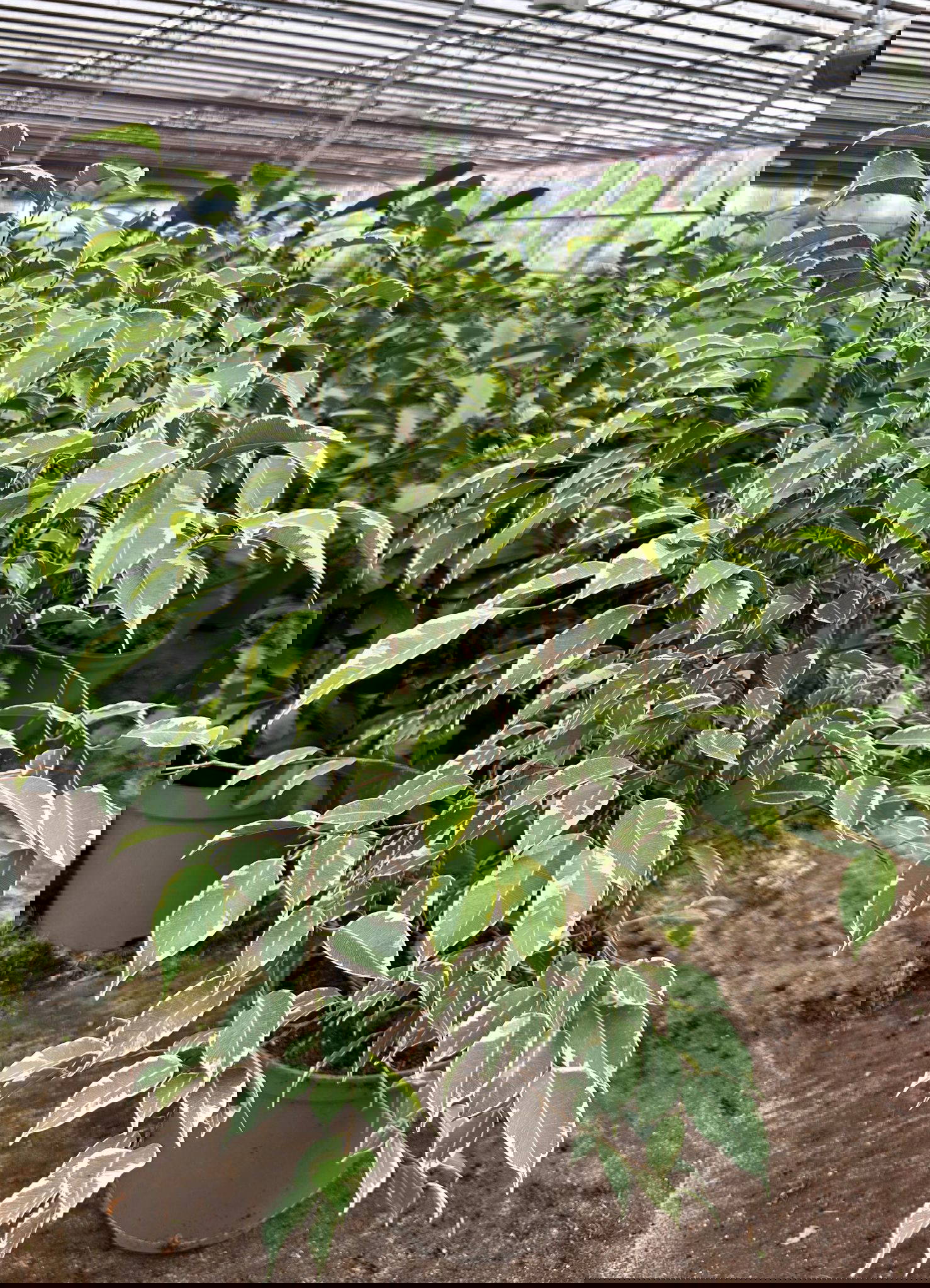 Ficus Benjamina Variegated 7.5L - Opperman Plants Ltd