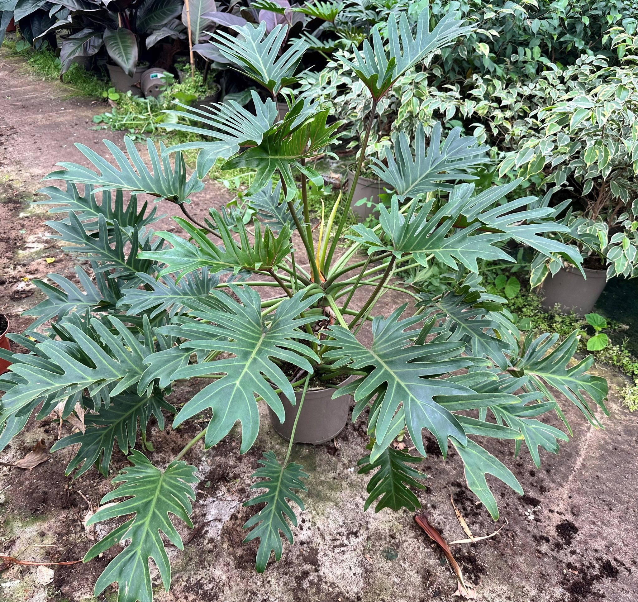 Philodendron Xanudu 7.5L pot - Opperman Plants Ltd