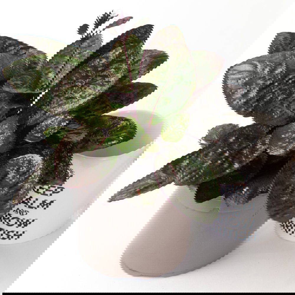 Hemigraphis alternata 13cm pot - Opperman Plants Ltd