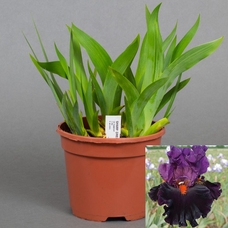 Iris germanica Mixed Varieties 3L pot - Opperman Plants Ltd