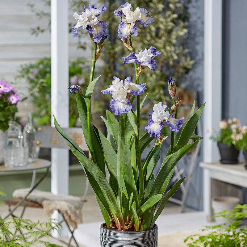 Iris germanica Mixed Varieties 3L pot - Opperman Plants Ltd
